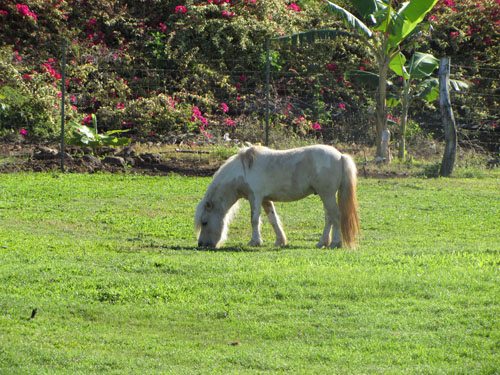 Lahaina Animal Farm and Petting Zoo Maui