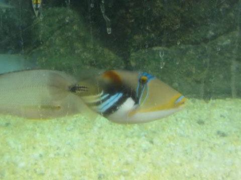 What Is The State Fish Of Hawaii? - Maui Hawaii Information