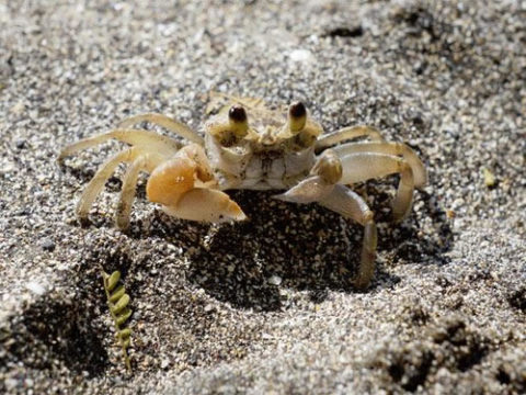 Sand Crab On A Maui Beach - Sand Crab Photo - Maui Hawaii