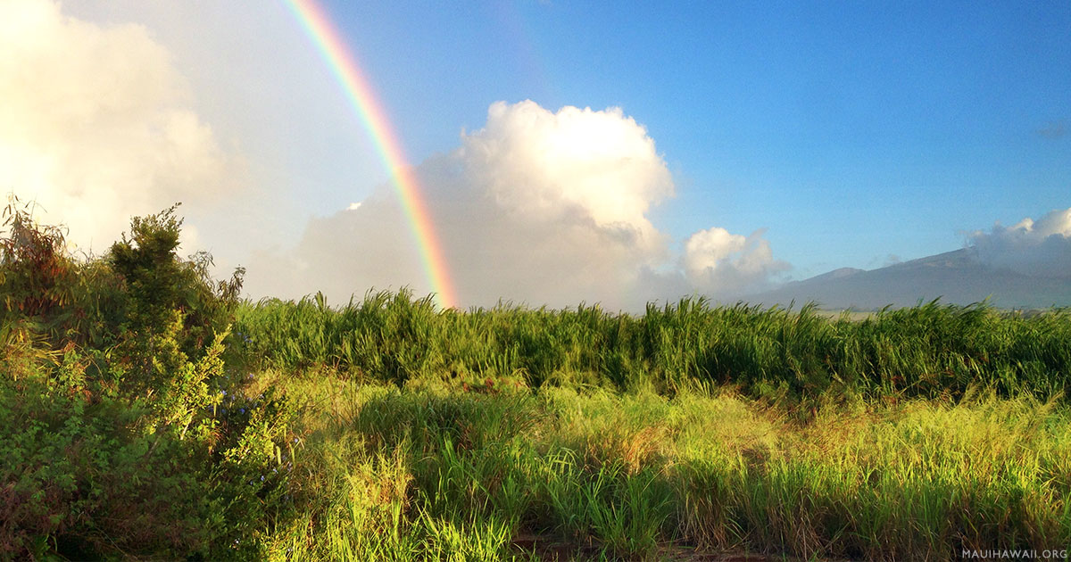 Maui Rainfall Amounts Each Month in Each Part of Maui