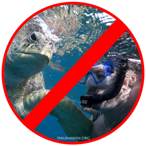 Maui Turtles - Where to see Maui's Sea Turtles & keep distance!