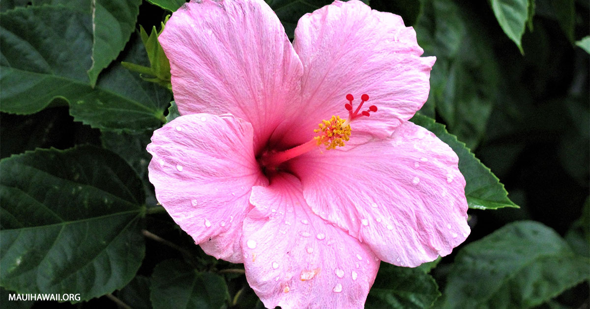 Kauhale Makai Maui Condo - Kauhale Makai - Maui Hawaii