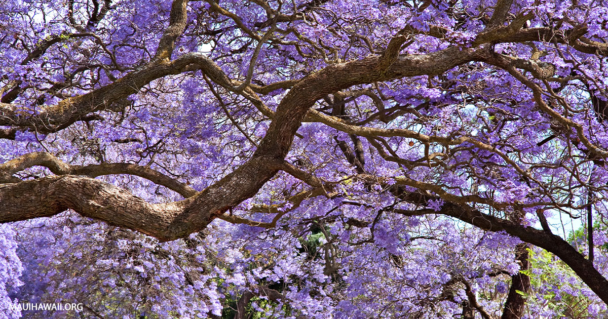 Hawaiian Flowers - Flowers Of Hawaii & Maui - Maui Hawaii