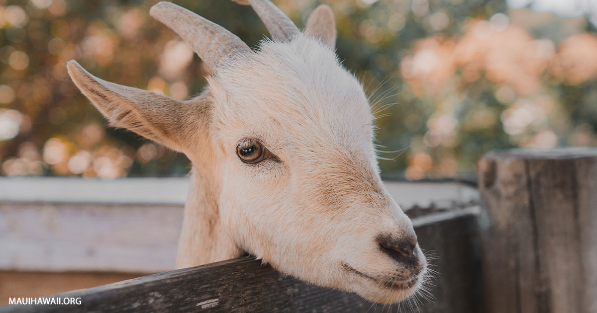 Lahaina Animal Farm and Petting Zoo - Maui Special Event Venue