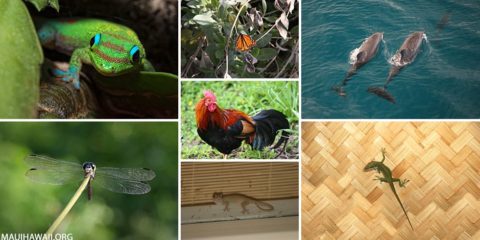 Top 10 Animals To See On Maui - Maui Vacations - Jon's Maui Info