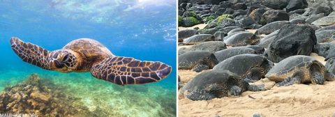 Top 10 Animals To See On Maui - Maui Vacations - Jon's Maui Info