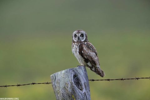 Top 10 Animals To See On Maui - Maui Vacations - Jon's Maui Info