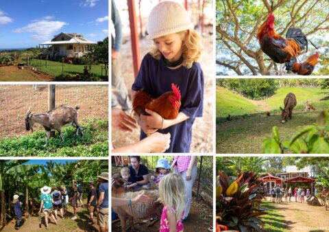 Leilani Farm Sanctuary - a paradise of compassion! Maui Farm Tour