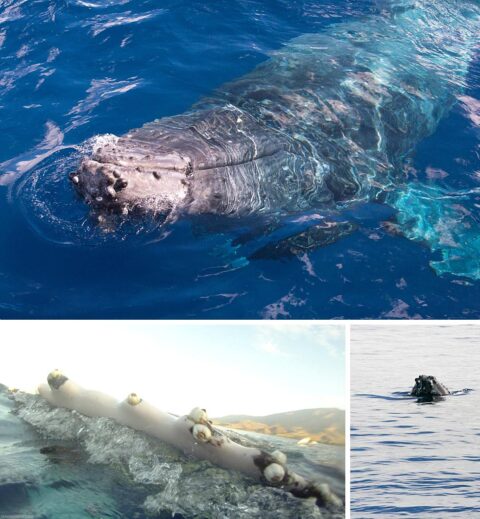 Facts About Humpback Whales In Hawaii - Maui Vacations