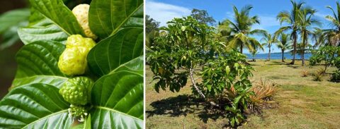 The Noni Tree & Its Significance In Hawaii - Maui Vacations