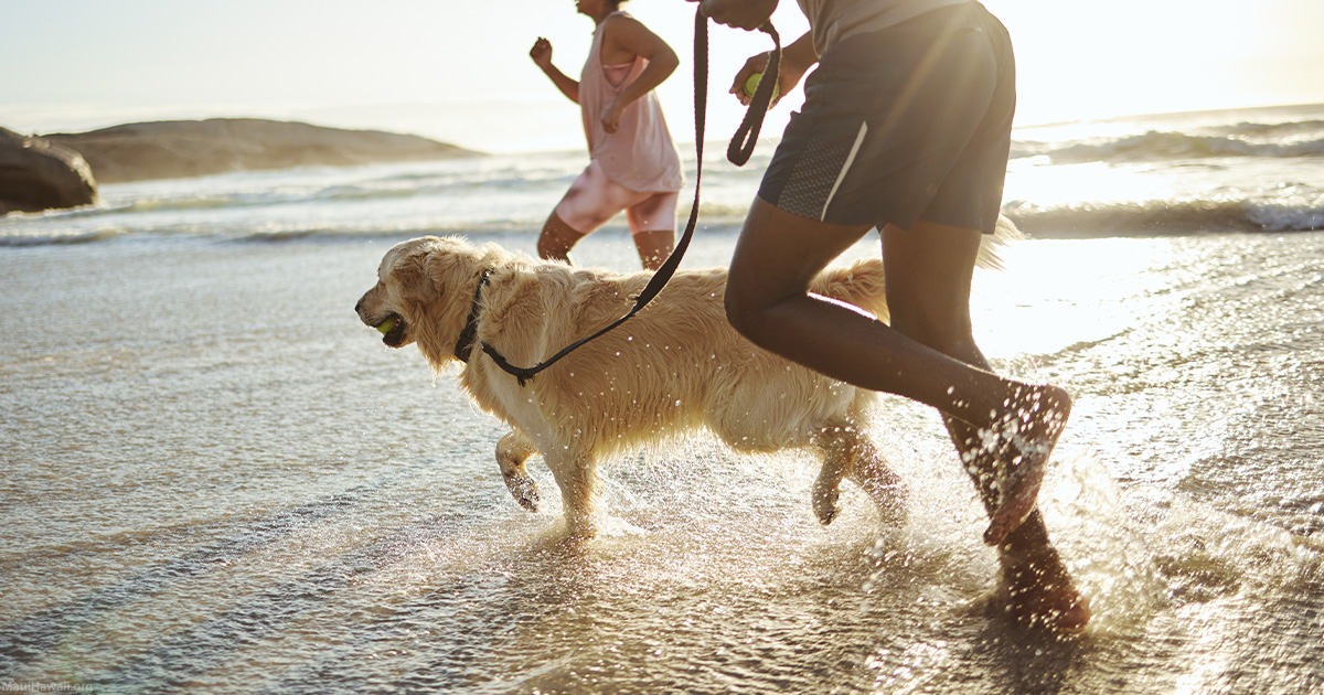 How To Bring Your Pet To Hawaii - Step By Step Guide